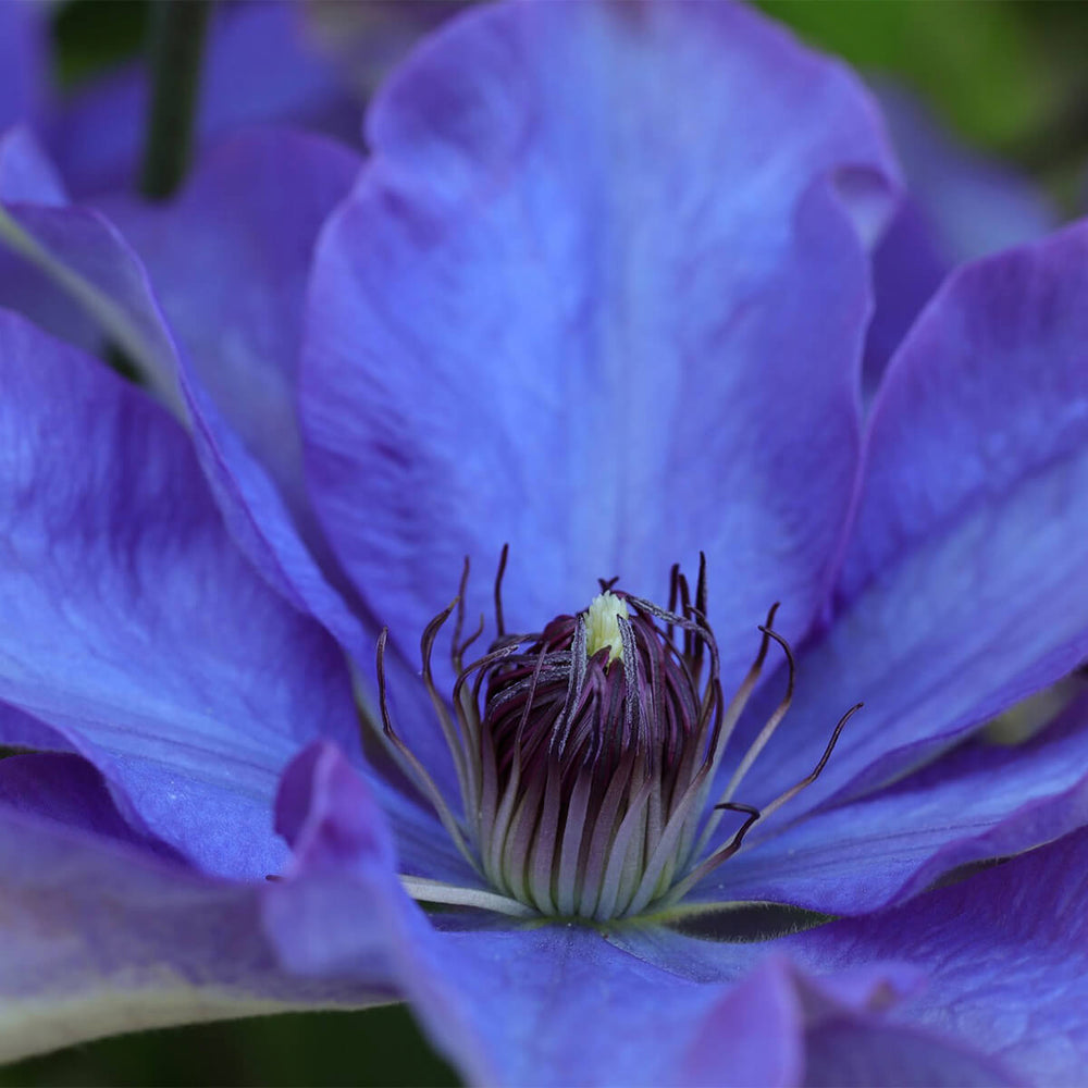 Flower Reference Guide