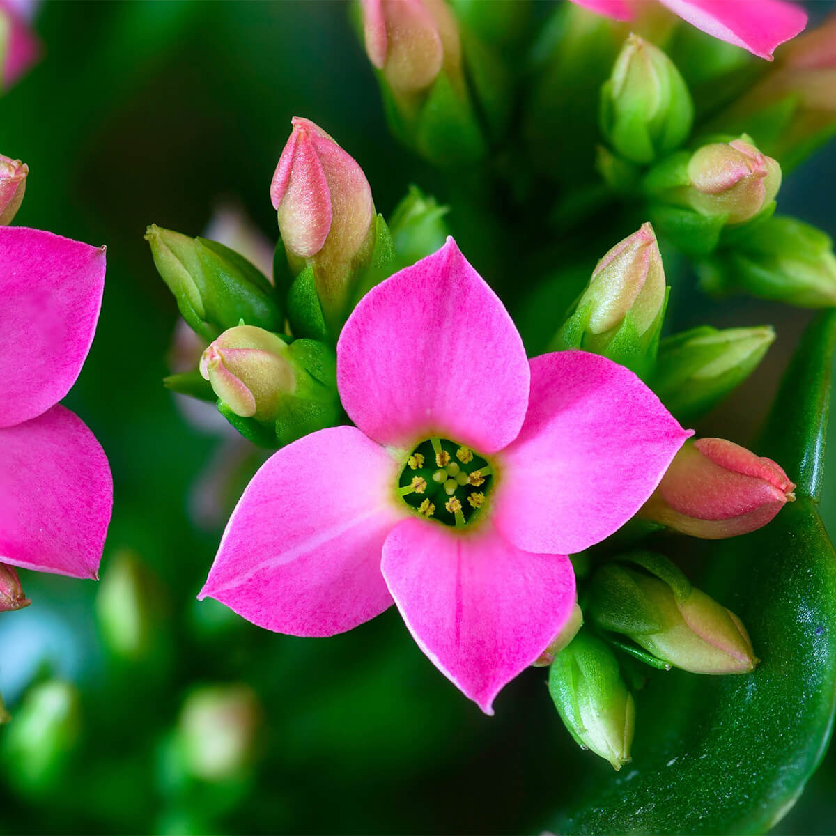 Kalanchoe