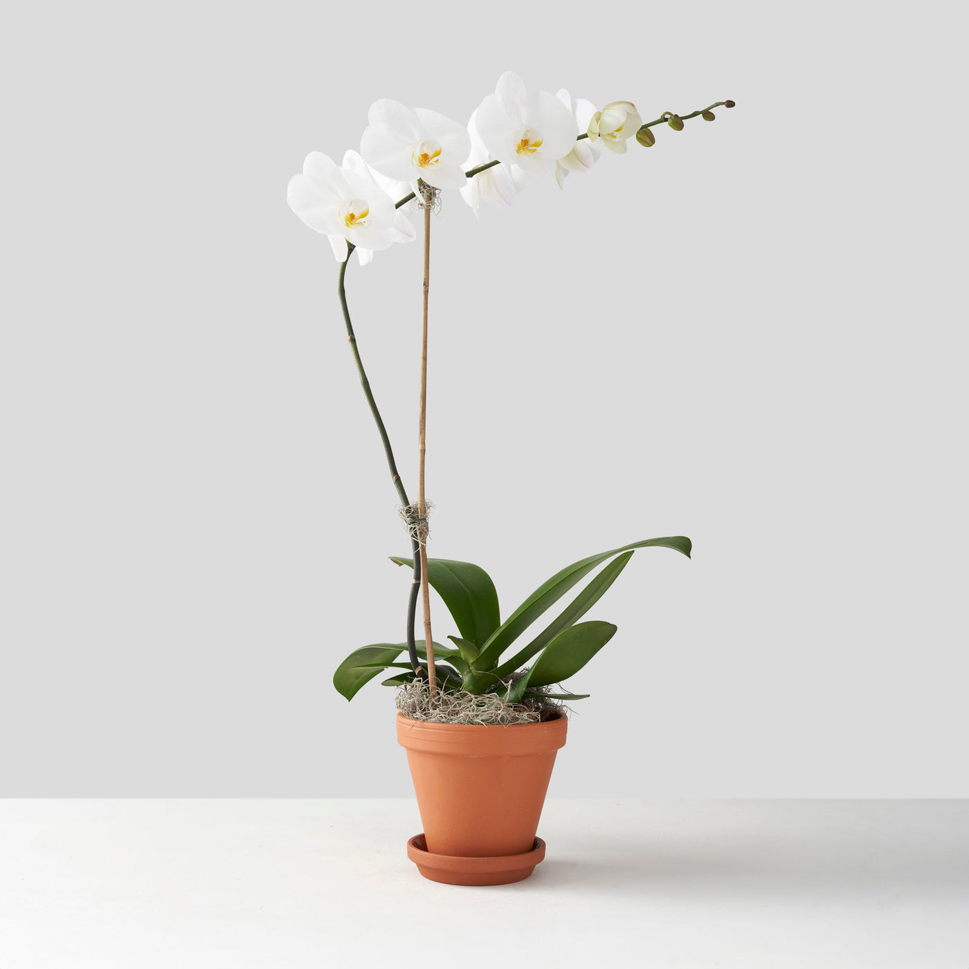 Westmount Florist | Flowers & Flower Delivery | Since 1962