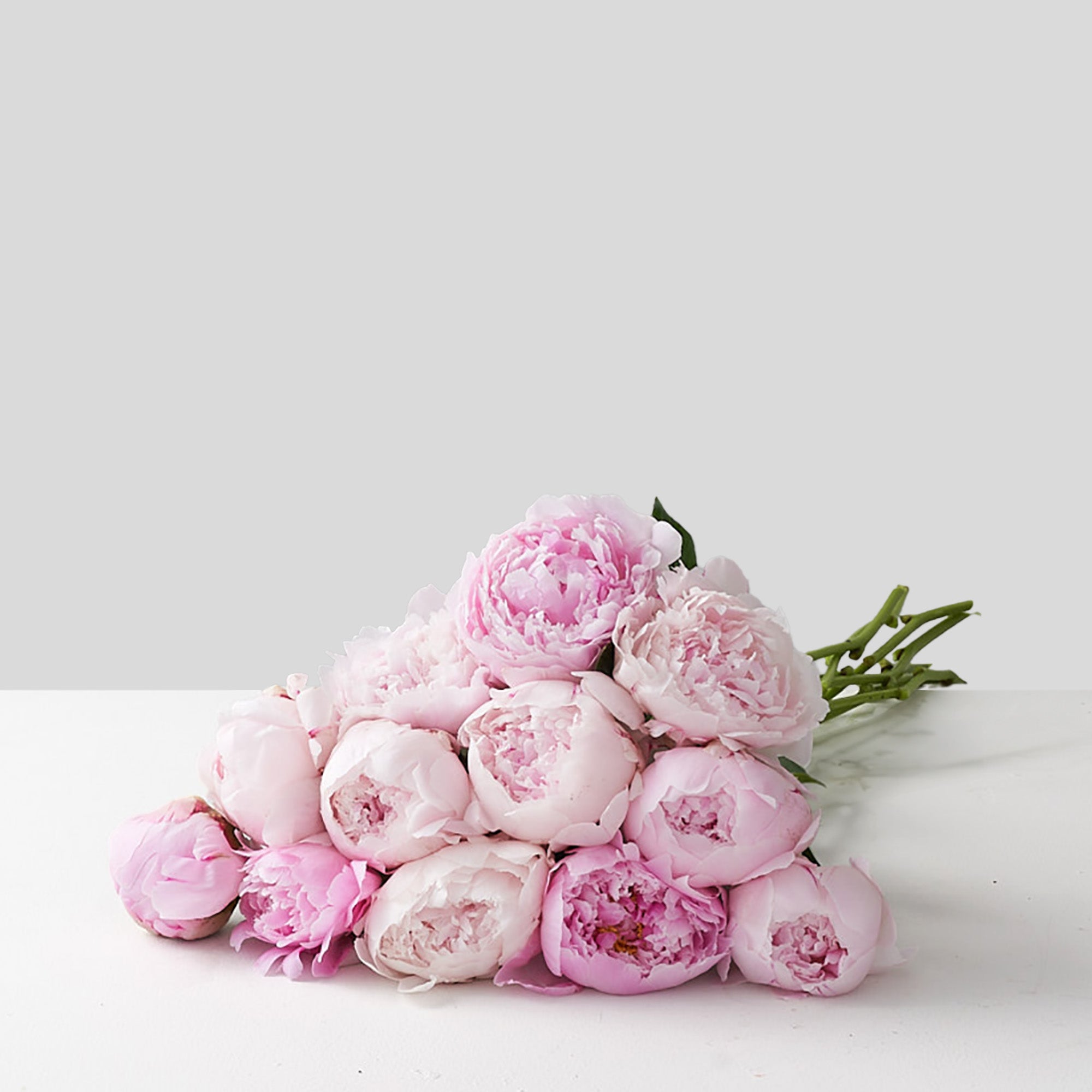 12 Soft Pink Peonies