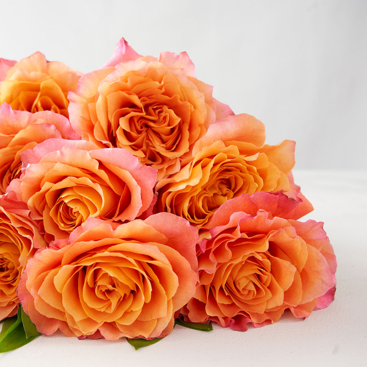 12 Free Spirit Roses | Westmount Florist